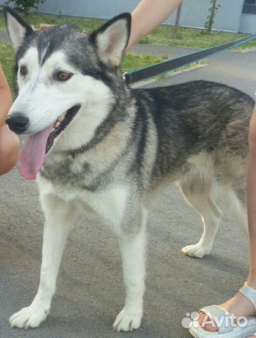 Умнейшая девочка Майя