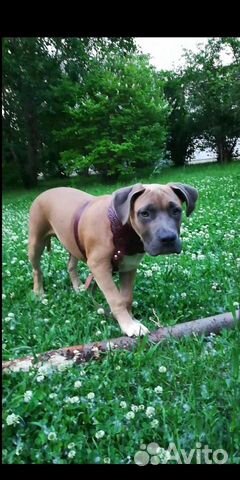 Щенок амстаффа в хорошие руки