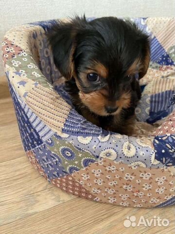 Йоркширский терьер щенки