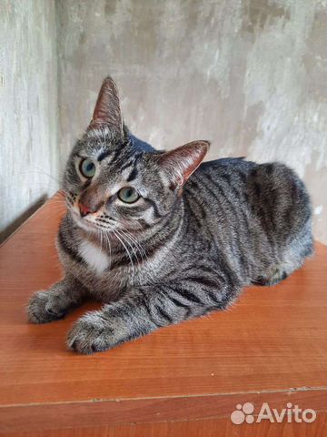 Кошечка по имени Шпулька, 1 год