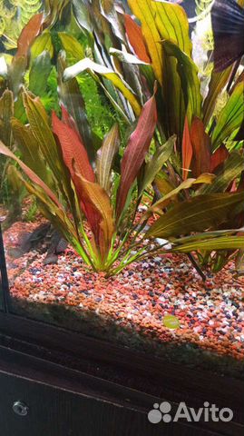 Аквариумные растения