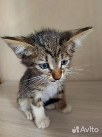 Котенок, метис ориентала