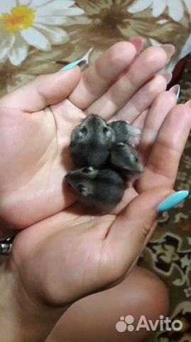 Хомячки Джунгарики