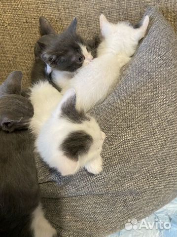 Кошка сфинкс