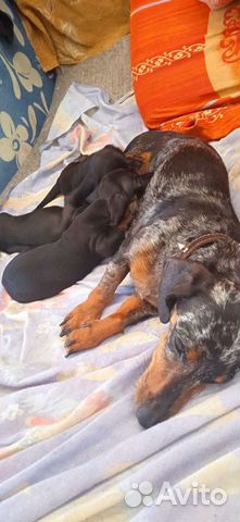 Щенки мраморной таксы