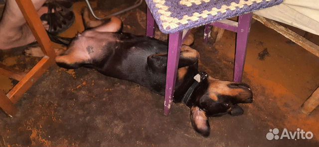 Продам собаку