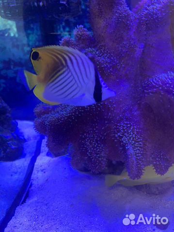 Бабочка аурига