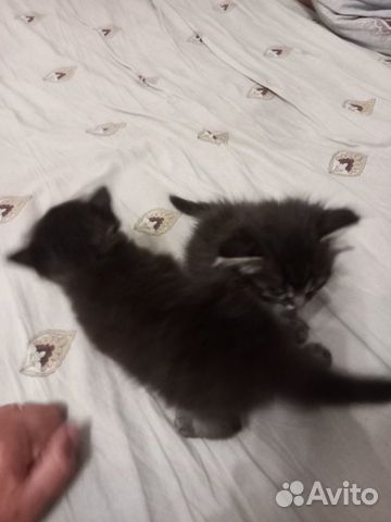2 пушистых котика отдадим в дар