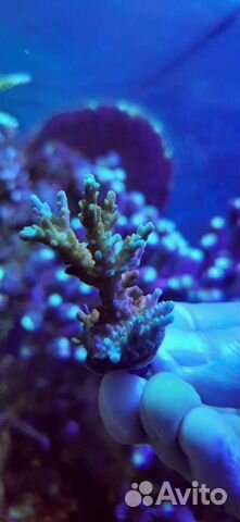 Кораллы для морского аквариума