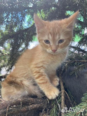 Кошка. Отдадим в добрые руки. Рыжий котенок. Приви