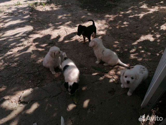 Собаки дворяни