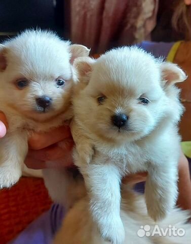 Щенки шпица