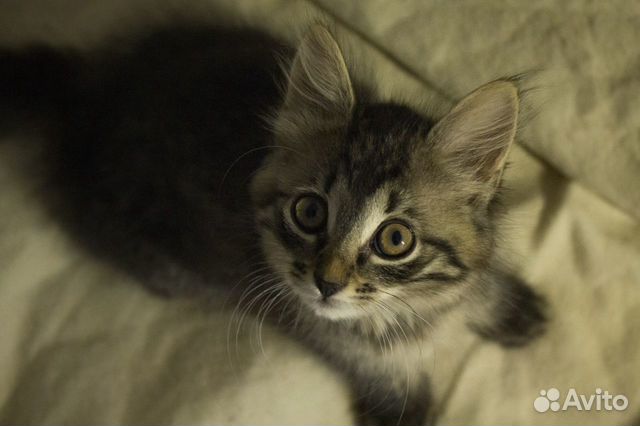 Котенок Дымка ищет дом