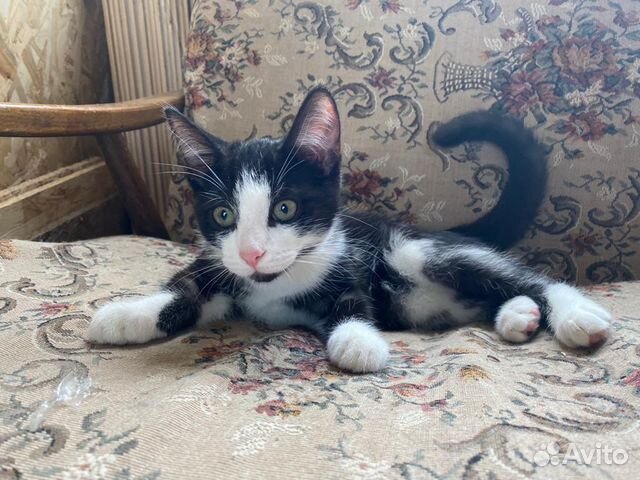 Котёнок Тиша 3 мес