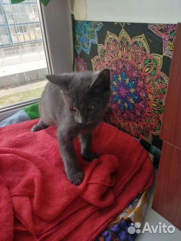 Котенок похож на британа