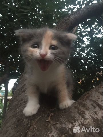 Кошечка вислоухая