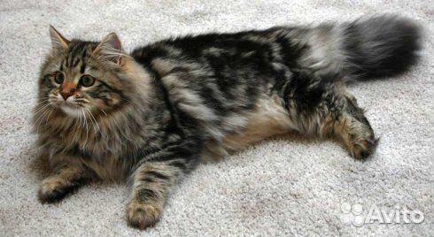 Котята от сибирской красотки мамы девочки