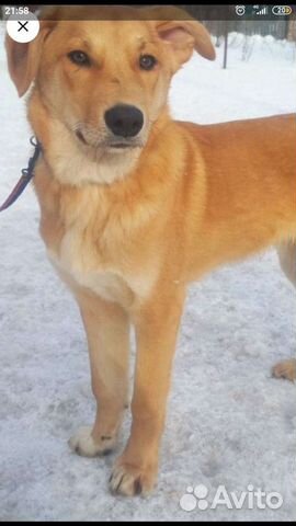 Мару кобель подросток