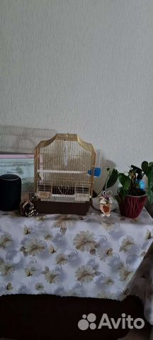 Волнистый попугай с клеткой