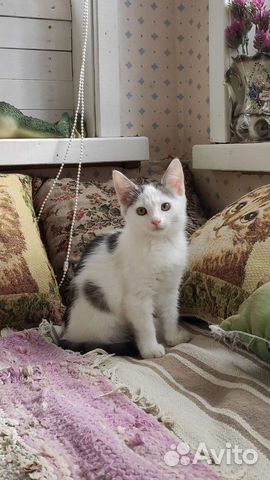 Белый котенок девочка Санта в добрые руки