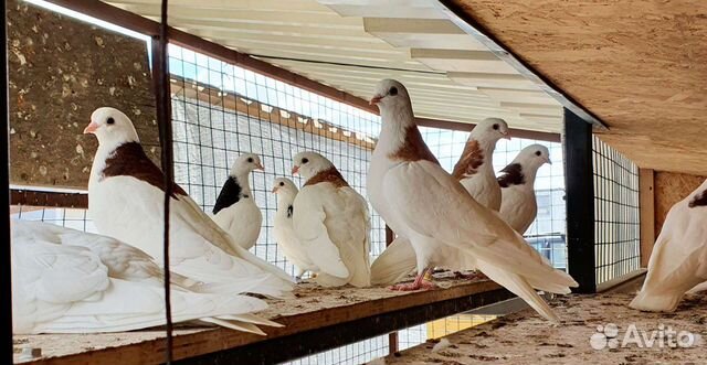 Ижевские голуби