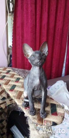 Котенок сфинкс