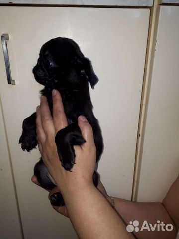 Мопсюшка 3месяца