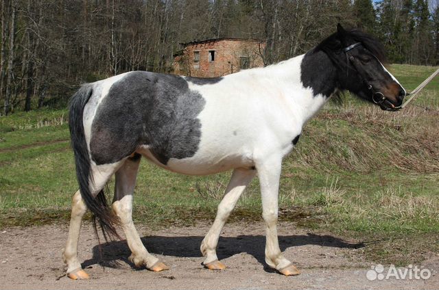 Продажа лошадей