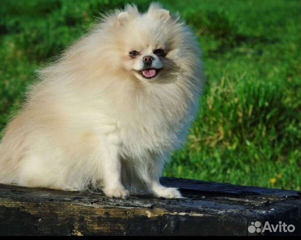 Померанский шпиц кобель 3 года