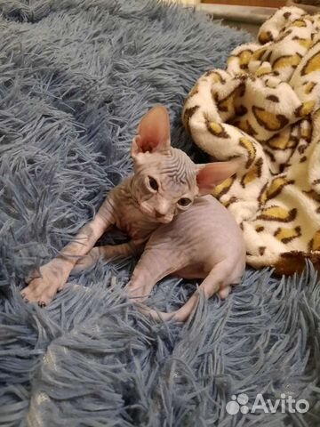 Донской сфинкс котята