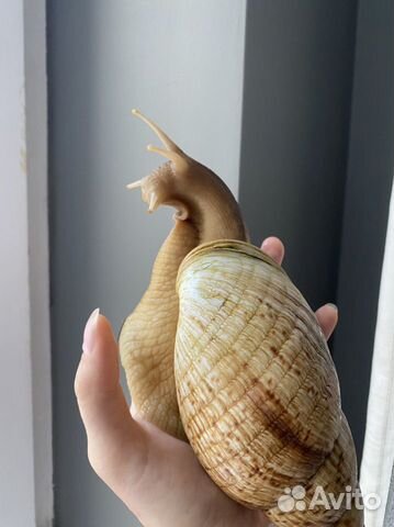 Ахатина ретикулята стандарт и альбино