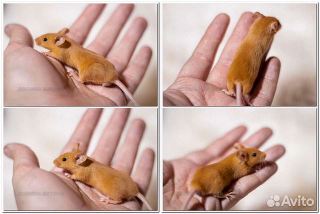 Декоративная мышка рыжая фавн