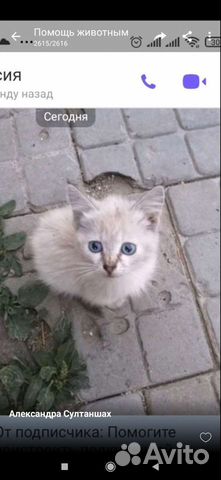 2 породистых котенка ищат дом