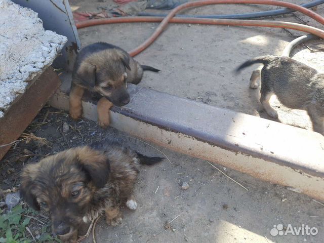 Собака в добрые руки щенок