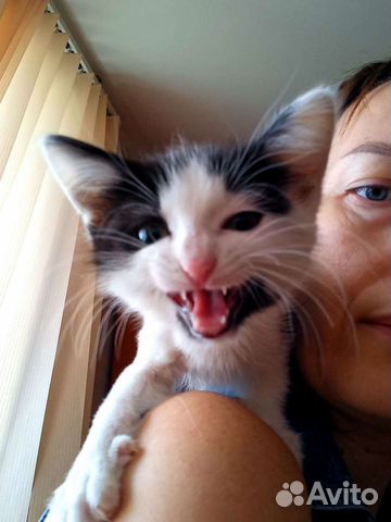 Котенок в дар