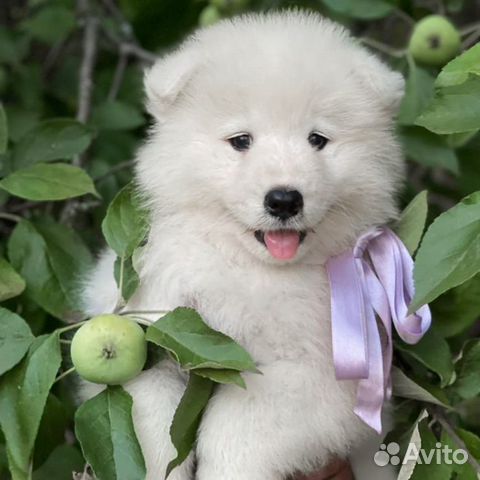 Самоеды, милашки, щенки