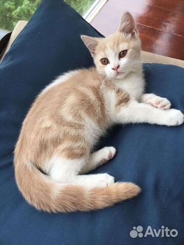 Британские котенок