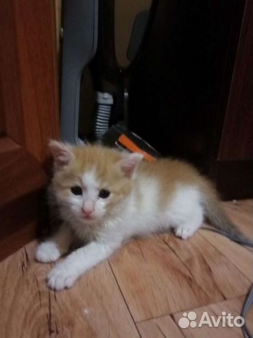 Котенок рыжий с белым, 1 месяц