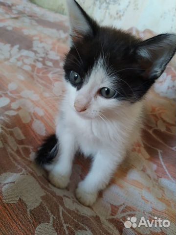 Котенок в добрые руки