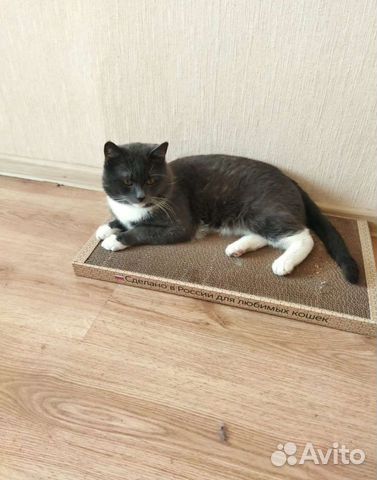 Кот в добрые руки