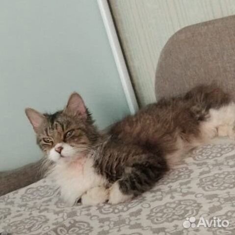 Отдам в добрые руки ласковую кошечку