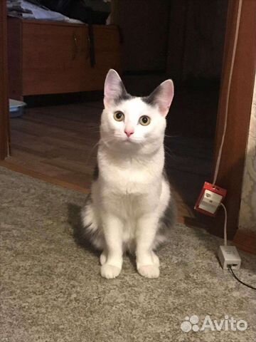 Котик-ласкуша