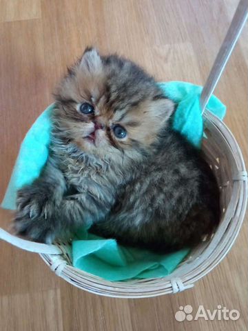 Экзотические котята