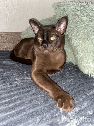 Вязка бурманский кот