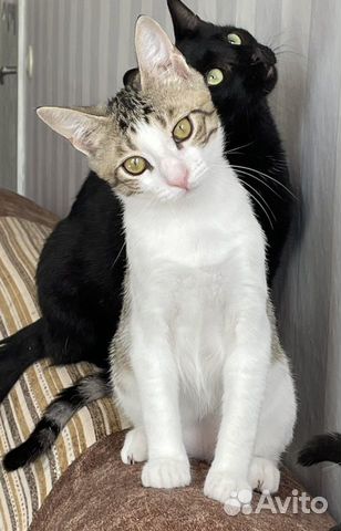 Котенок подросток 4 мес мальчик