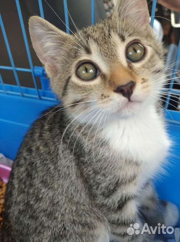 Котенок Гоша