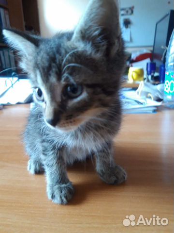 Котенок "заводской" ищет дом