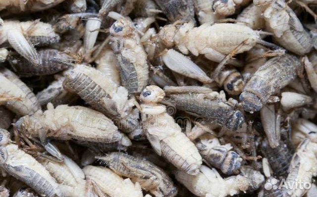 Товары для животных