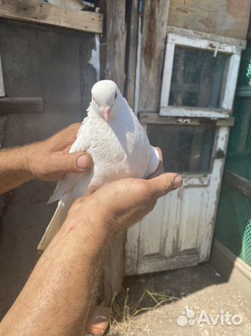 Свадебный голубь