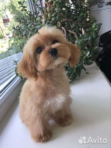 Мальтипу мини